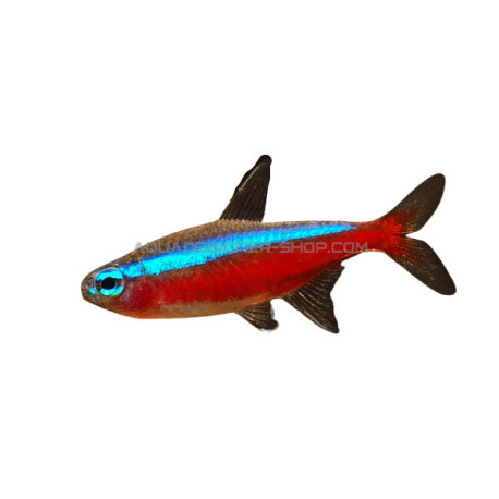 Cardinalis - paracheirodon axelrodi sp.wild - AQUADESIGNER