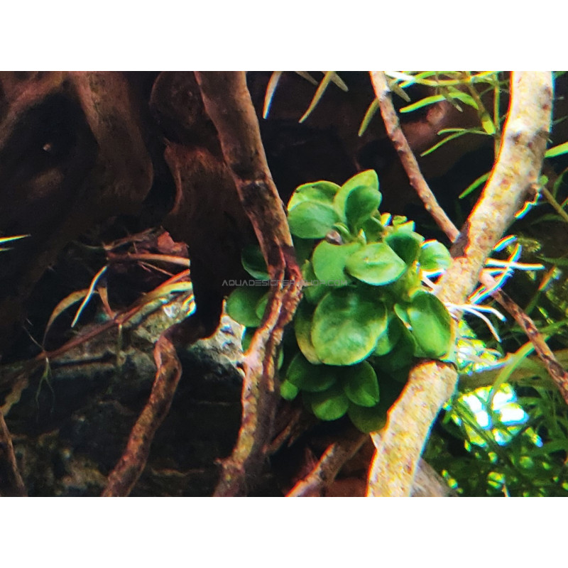 Anubias mini Coin plante d'aquarium aquadesigner tropica aquascaping
