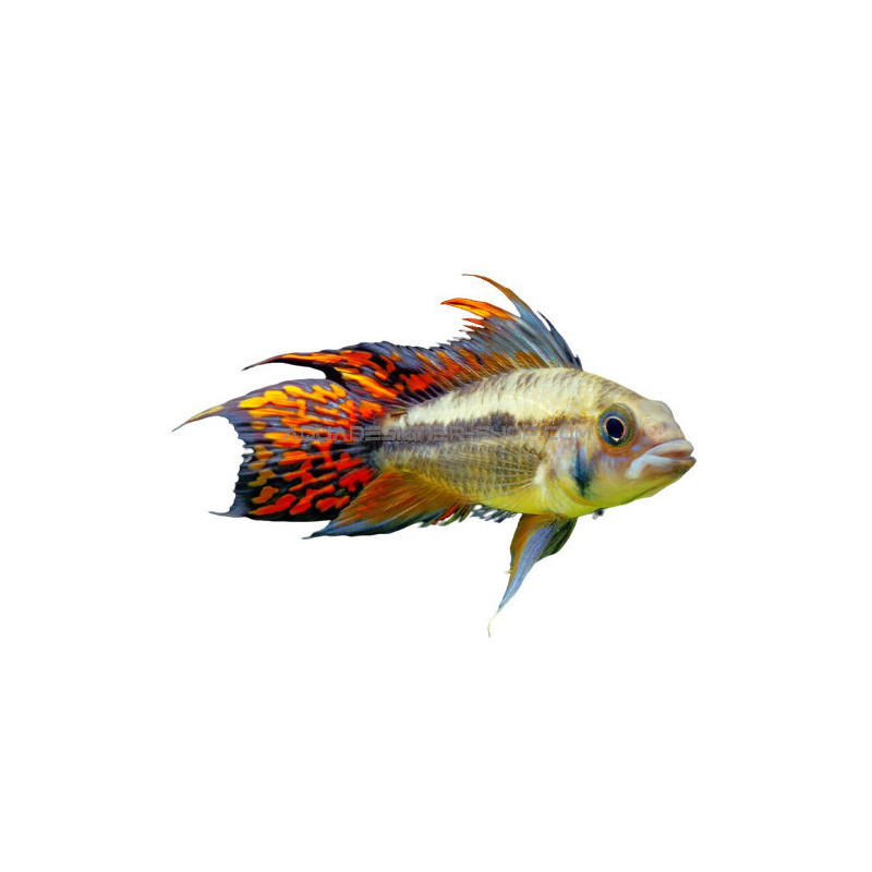 Apistogramma Cacatuoides - AQUADESIGNER