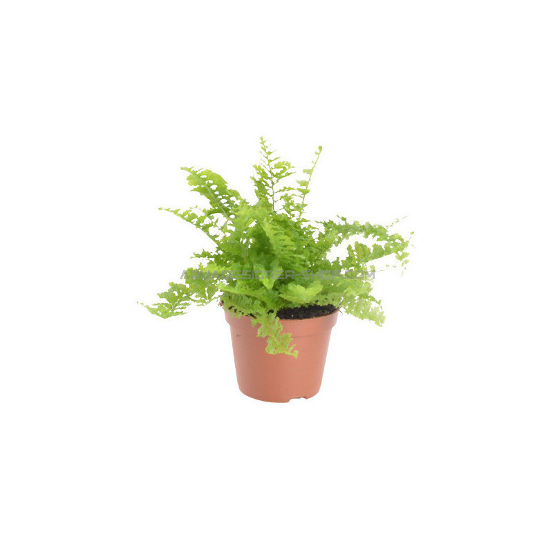 Mini nephrolepis exaltata fluffy ruffle : plante terrarium paludarium