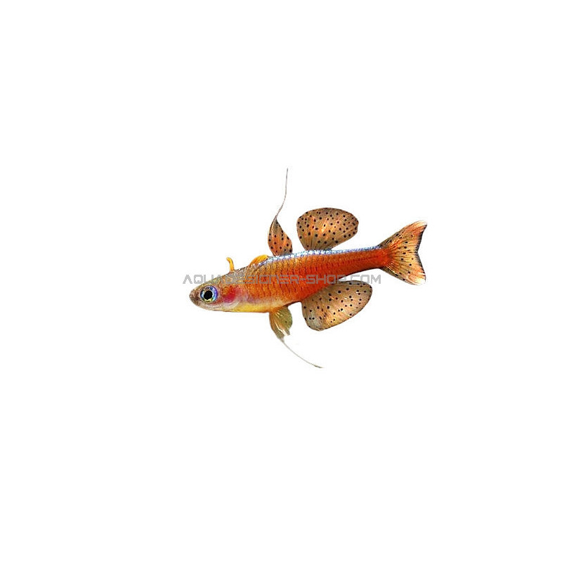 Pseudomugil luminatus - AQUADESIGNER