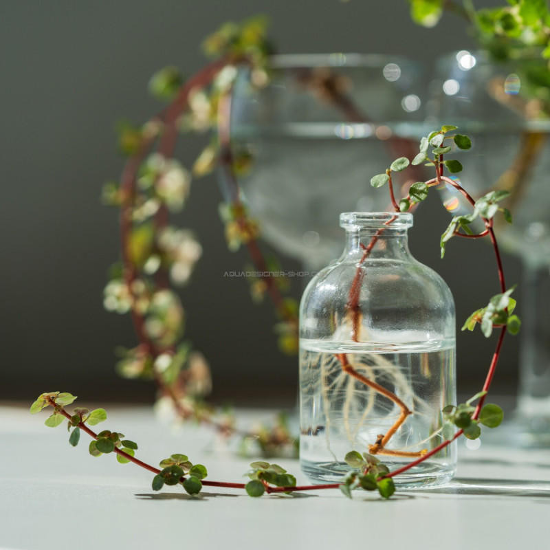 Mini pilea nummulariifolia Glauca Greyzy : plante terrarium paludarium