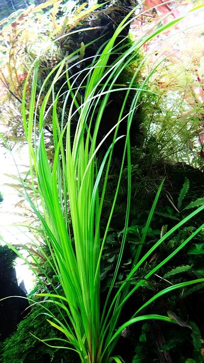Cyperus Helferi
