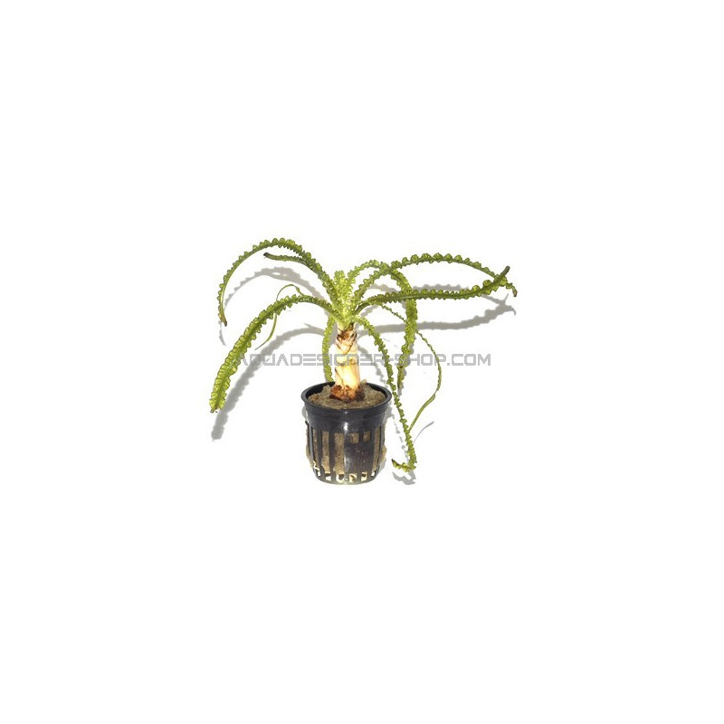 Crinum calamistratum plantes aquarium naturel aquadesigner tropica