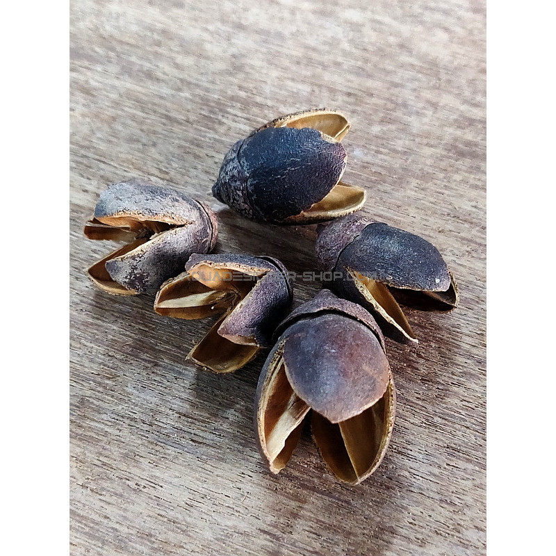 Cosse de Bakuli lot de 15 - pods - AQUADESIGNER